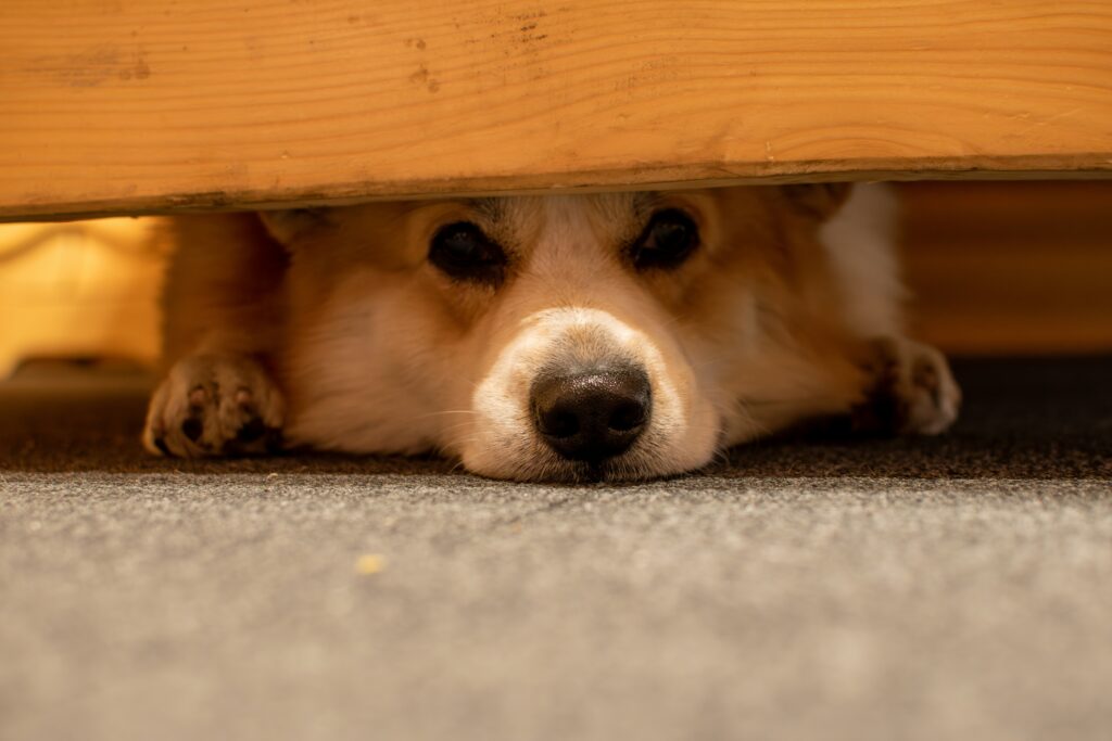 CBD for Dogs Scared of Fireworks | TONIC